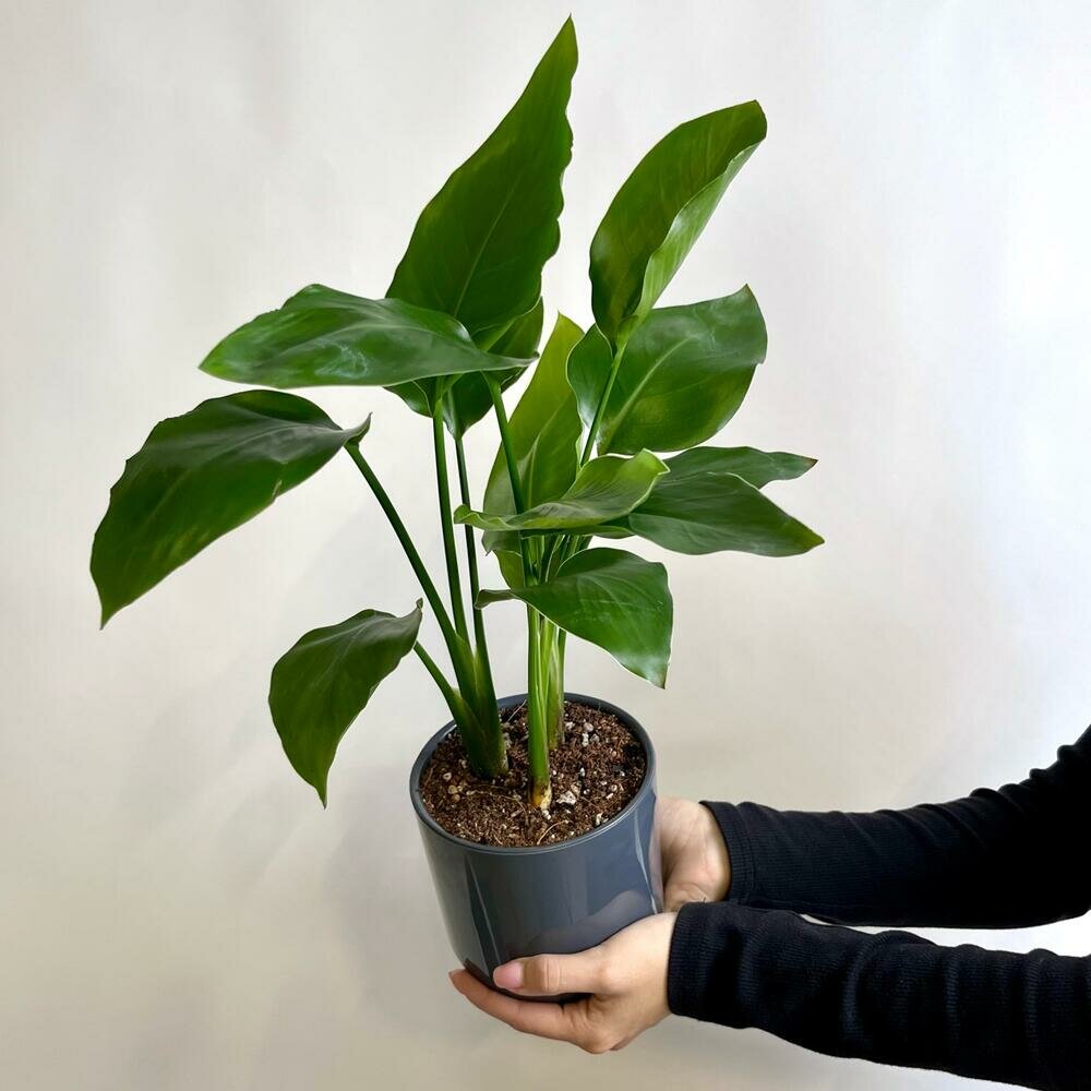 Комнатное растение живое, Стрелиция Николая китайская в пластиковом горшке, 45