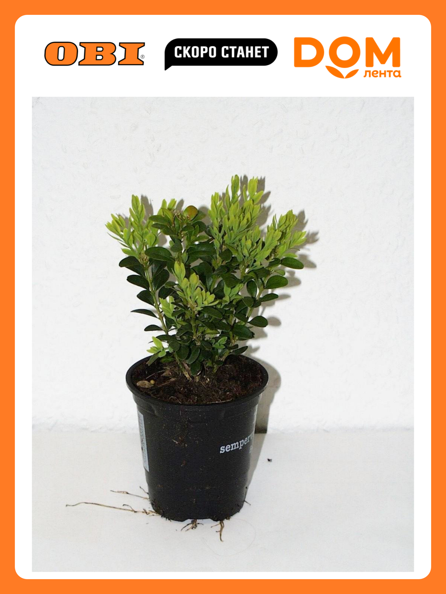 Растение Буксус Семпервир Арборесцен 878529, 0.5 л, высота 10 см