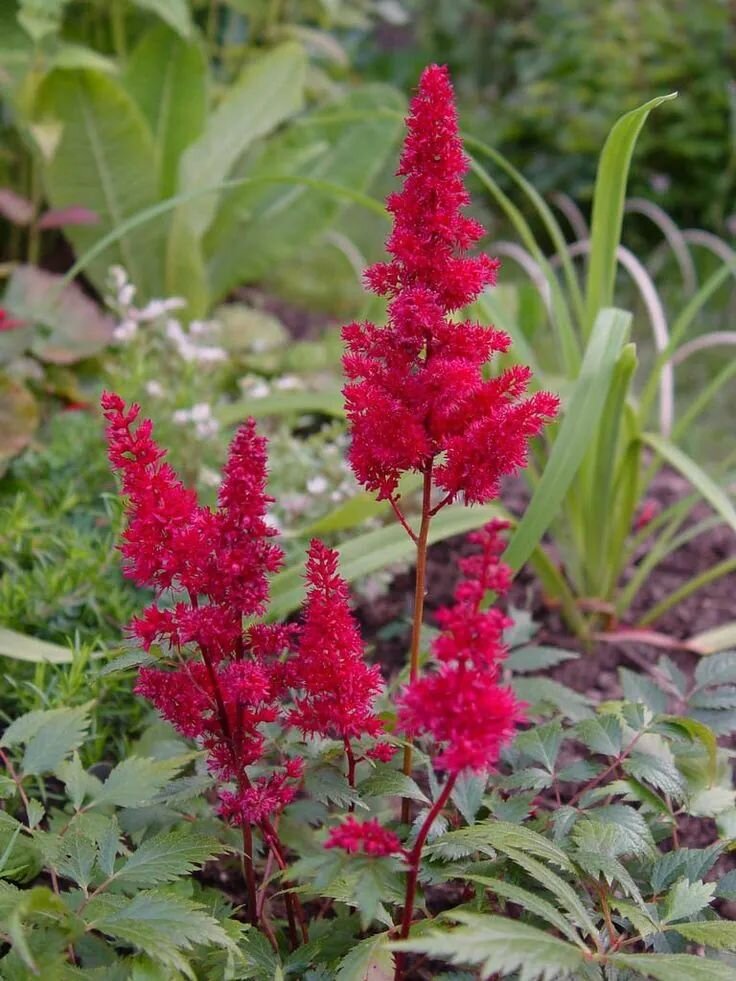 Астильба Арендса Спартан