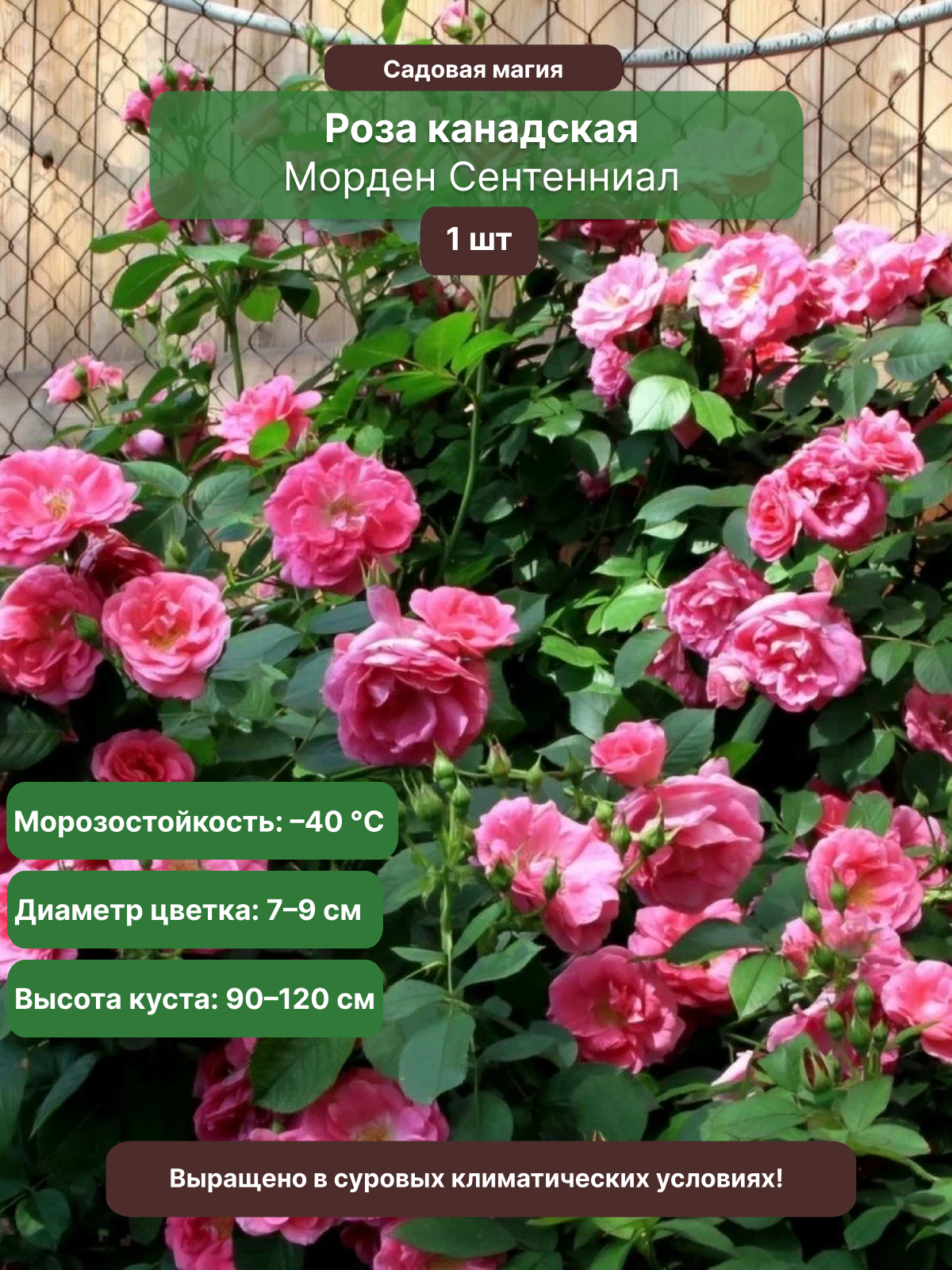 Роза канадская Морден Сентенниал / 1 шт, морозостойкая, обильноцветущая