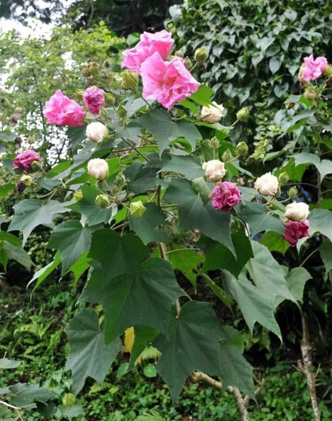 Гибискус изменчивый (сумасшедшая роза)- семена 20шт.