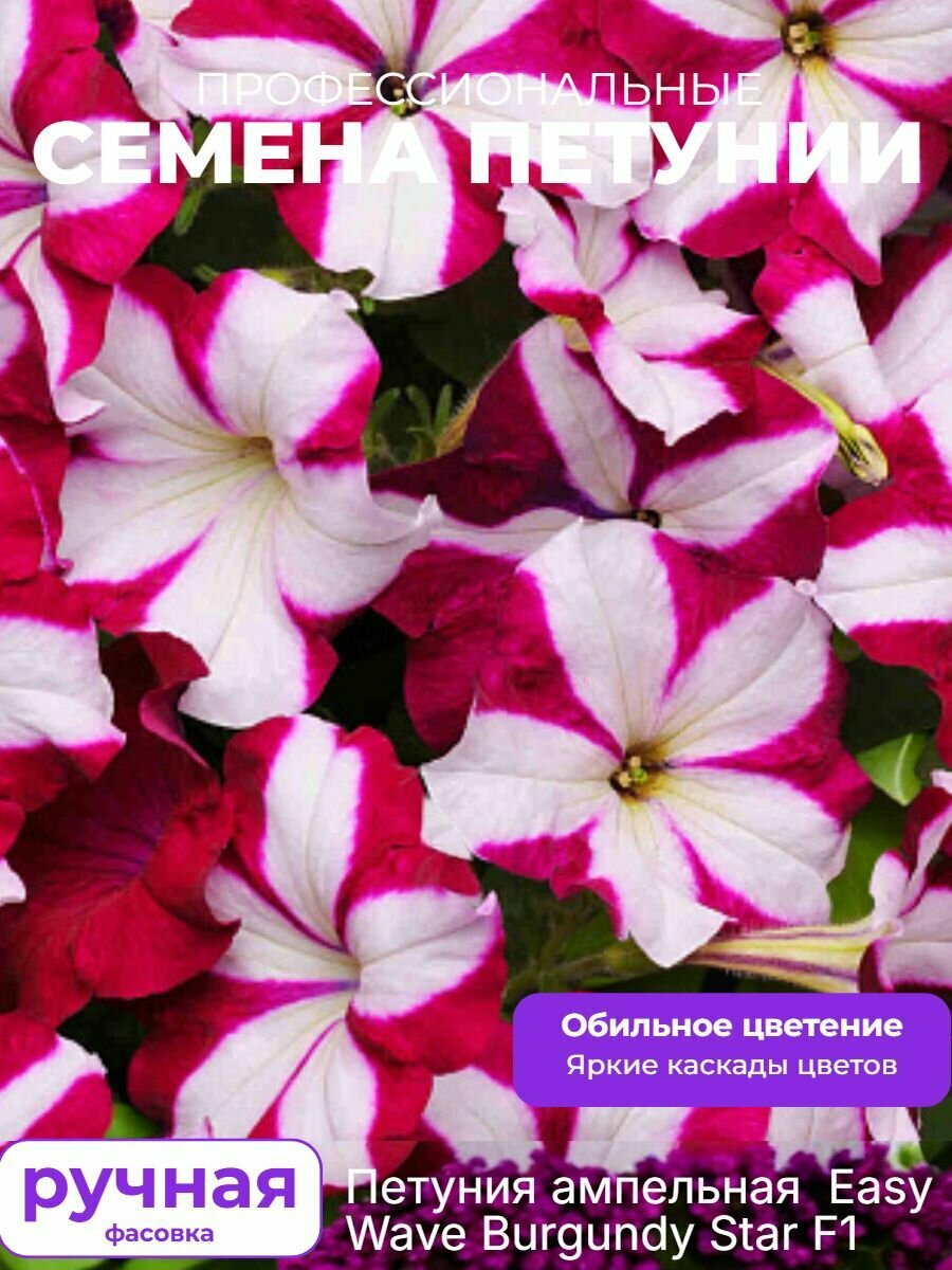 Семена петунии ампельной"Easy Wave Burgundy Sta",3 драже PanAmerican Seed