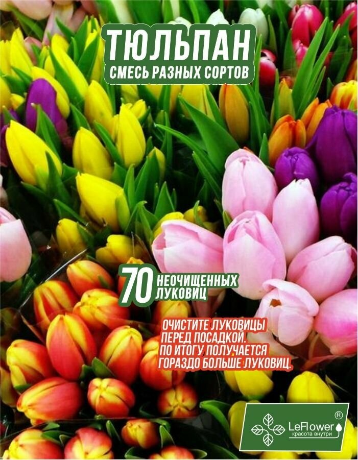 Тюльпан Луковицы неочищенные, Микс сортов, 70 шт
