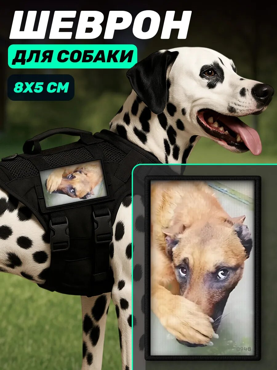 Шеврон на липучке для собак Мем Тик ток