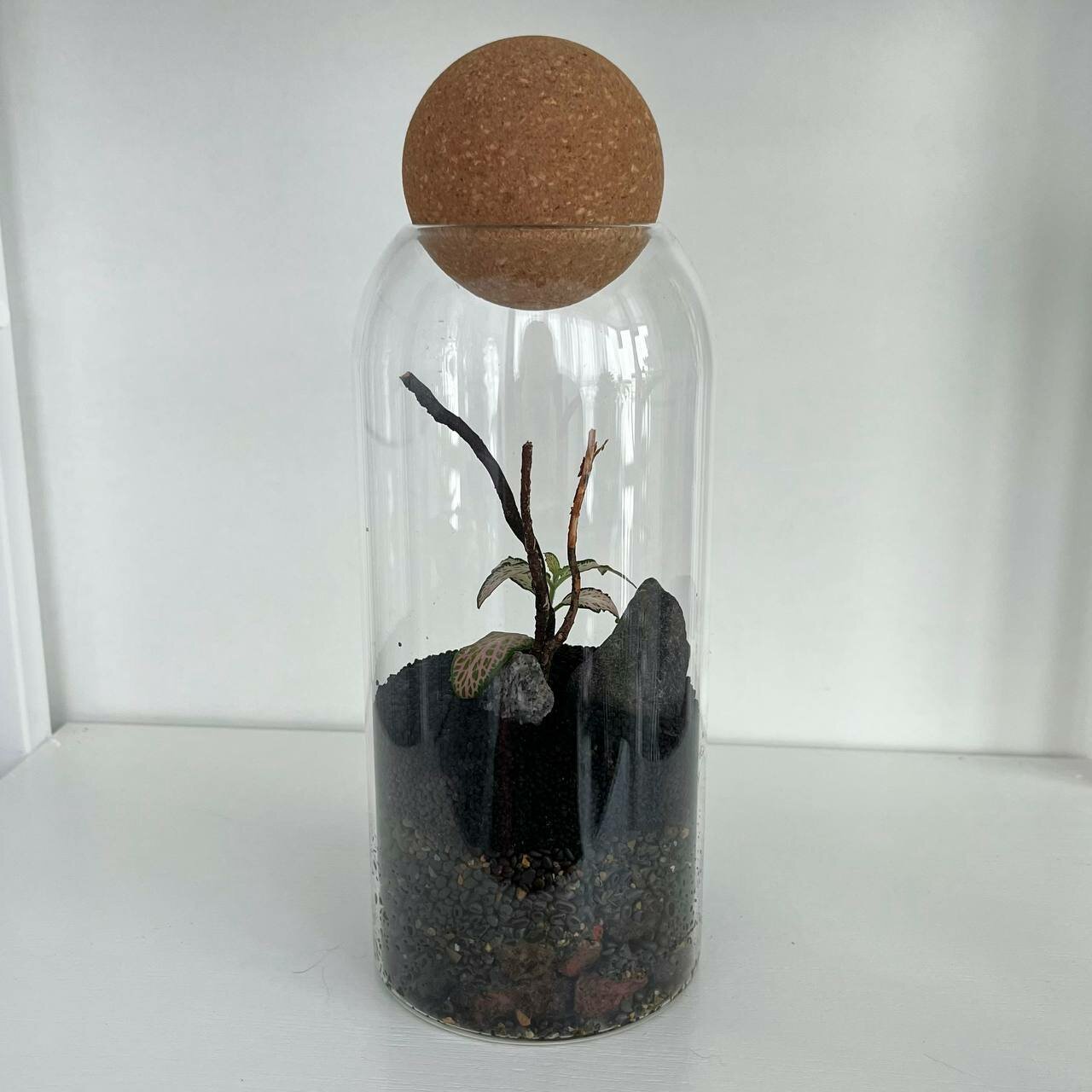 Флорариум в бутылке с фиттонией, коряжкой и камнями, тропический влаголюбивый