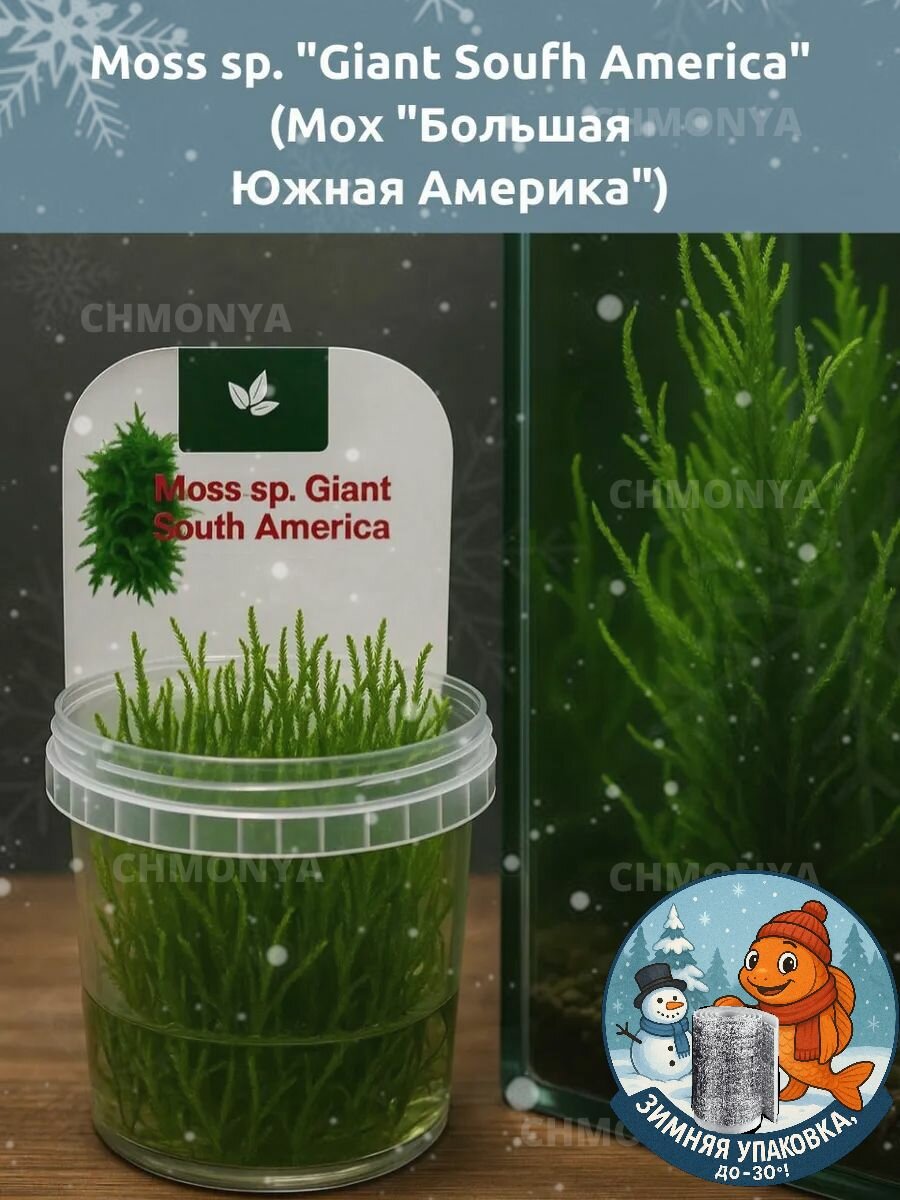 Меристемное растение "Мох Большая Южная Америка" Moss Gian South America, живое аквариумное растение