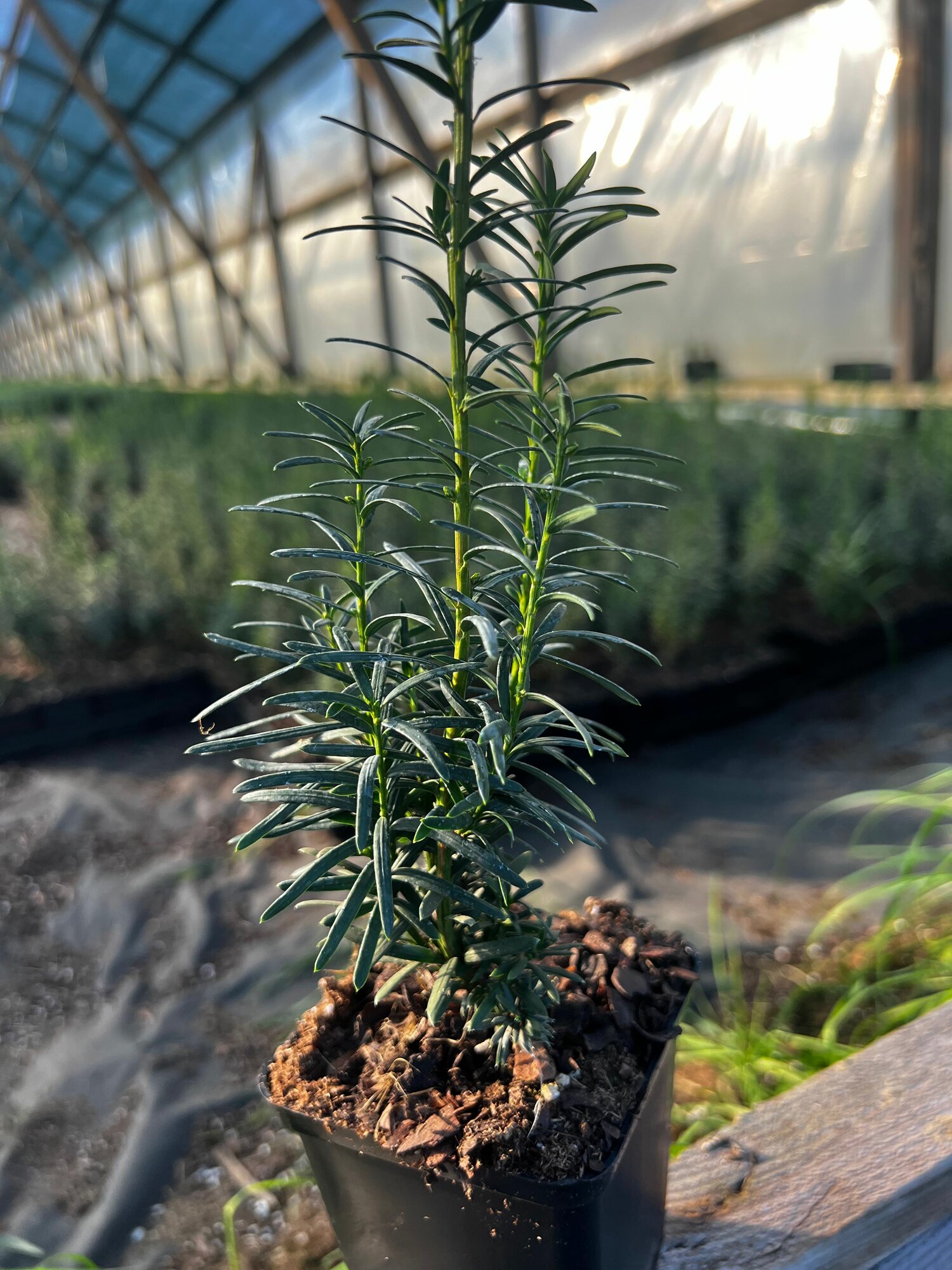 Тис средний Хикси саженец, Р9, 10-15 см