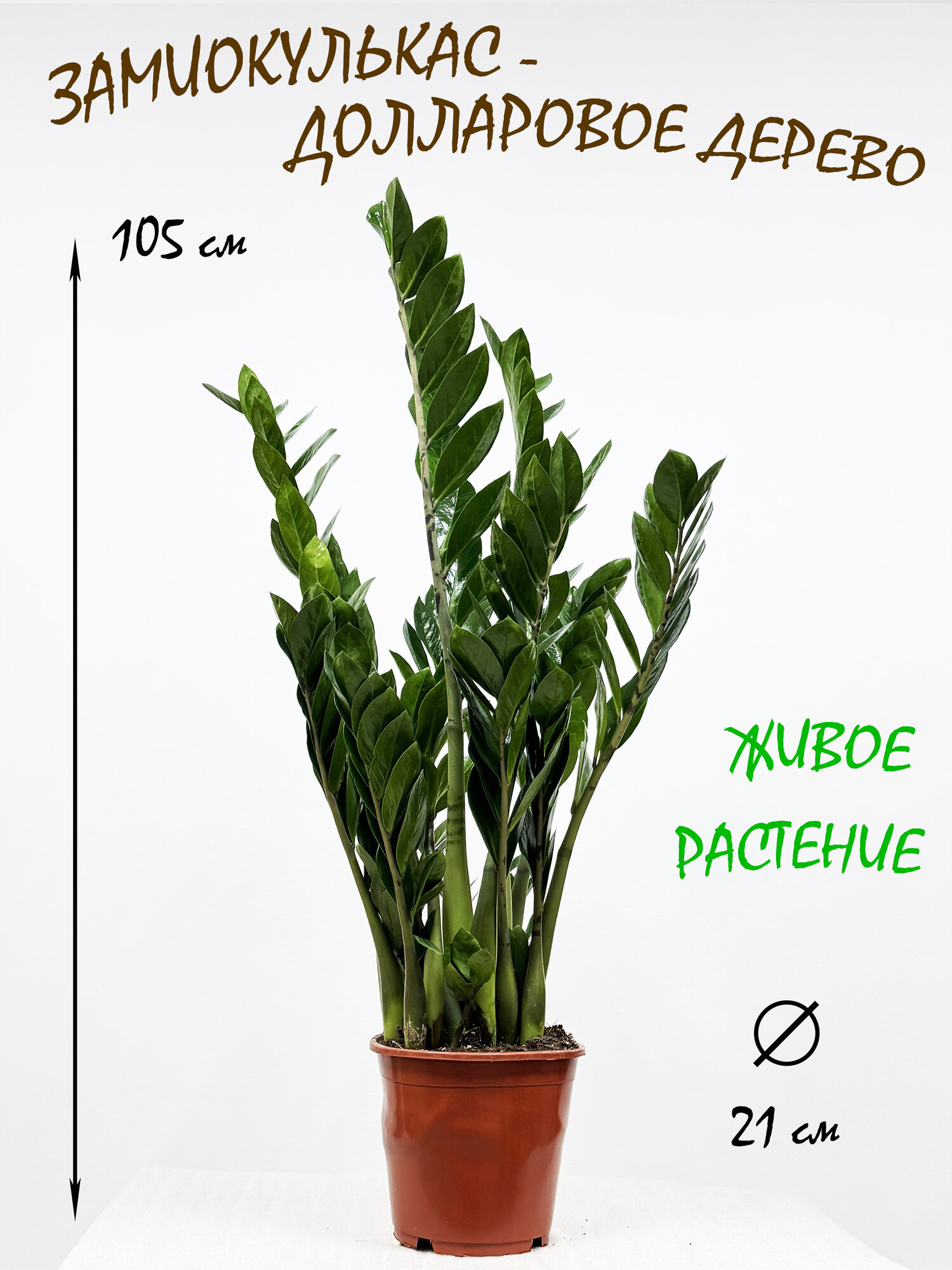 Замиокулькас в горшке, PRO фикус живое растение, высота 100-105см