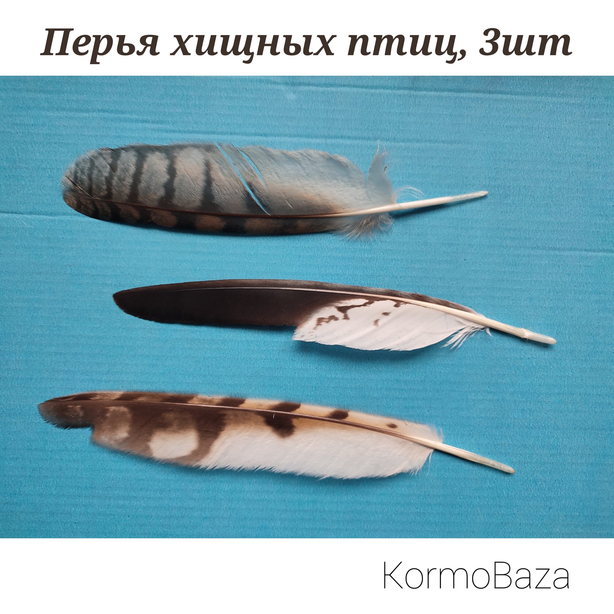 Натуральные перья хищных птиц (совы, ястреб), 3шт.