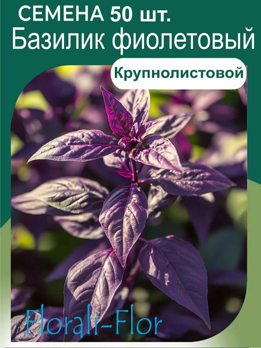 Семена Базилик фиолетовый овощной