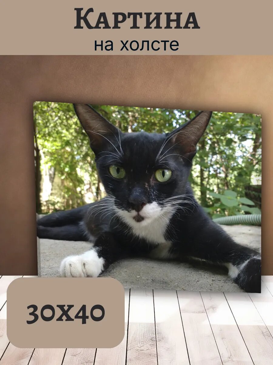Картина Постер Кот Кошка Cat 30x40 черно-белый пушистый