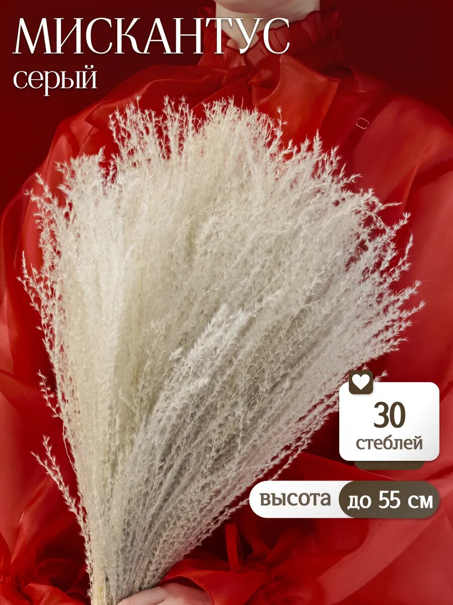 Мискантус серый 30 шт, светлые сухоцветы для декора до 55 см, elka.bio