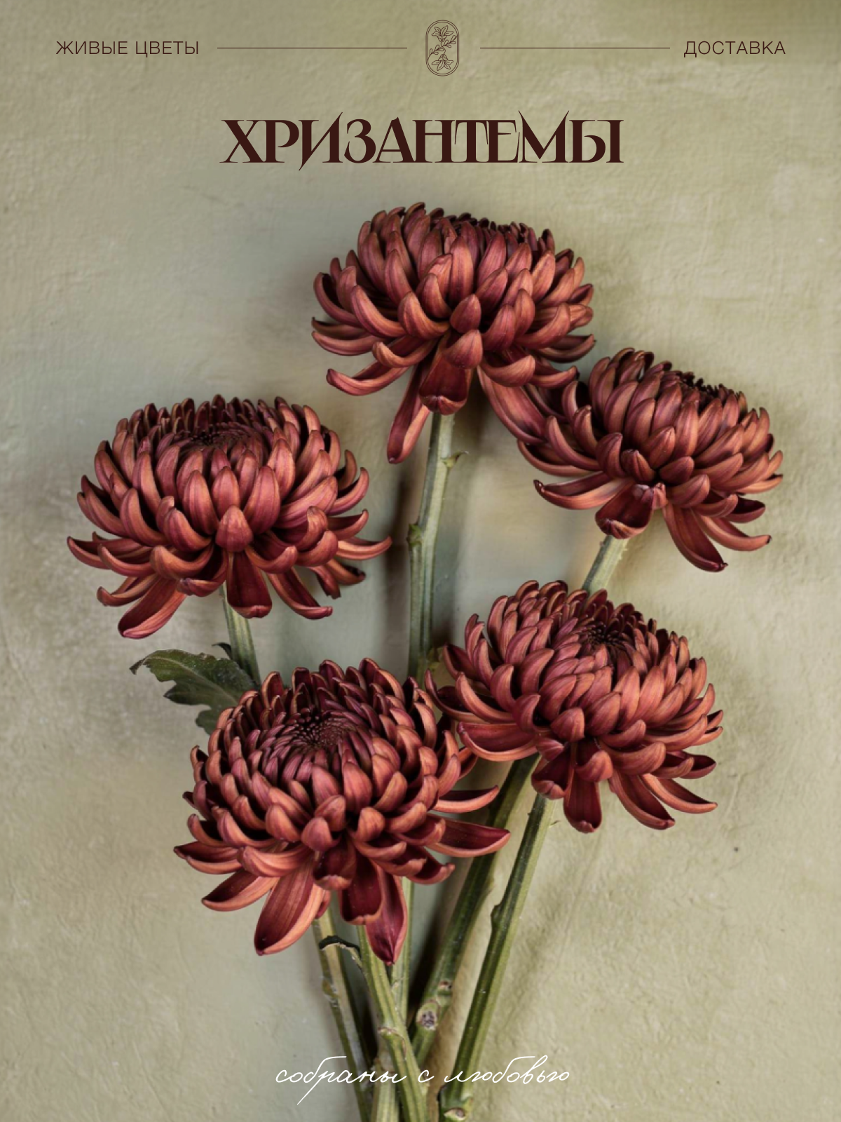 Букет живых цветов из 5 одноголовых хризантем