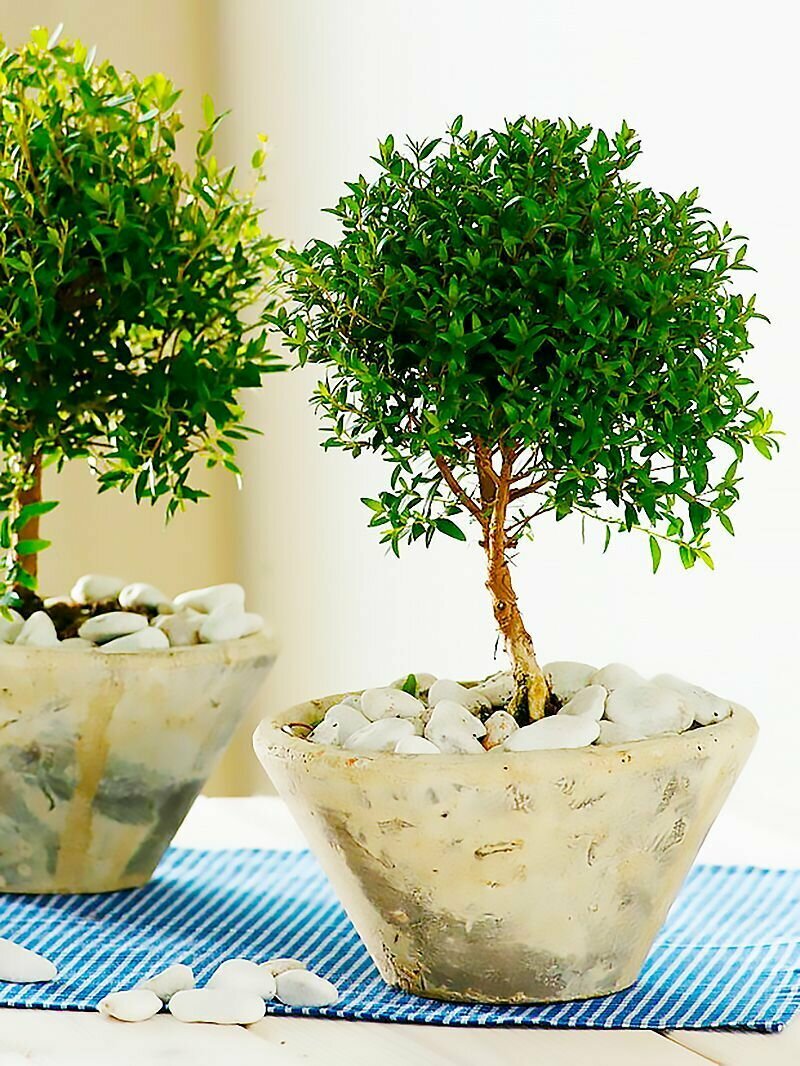 Мирт Комнатный Вдохновение, Семена, 10 шт