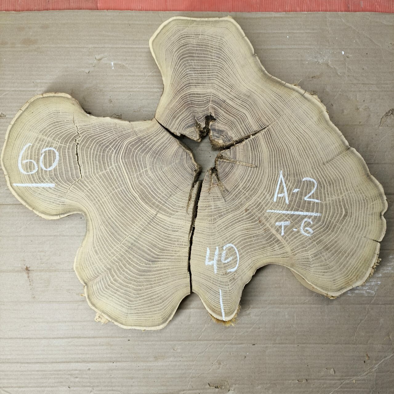 Торцевой спил дерева Акация А-2, диаметр 49-60 см, калиброван