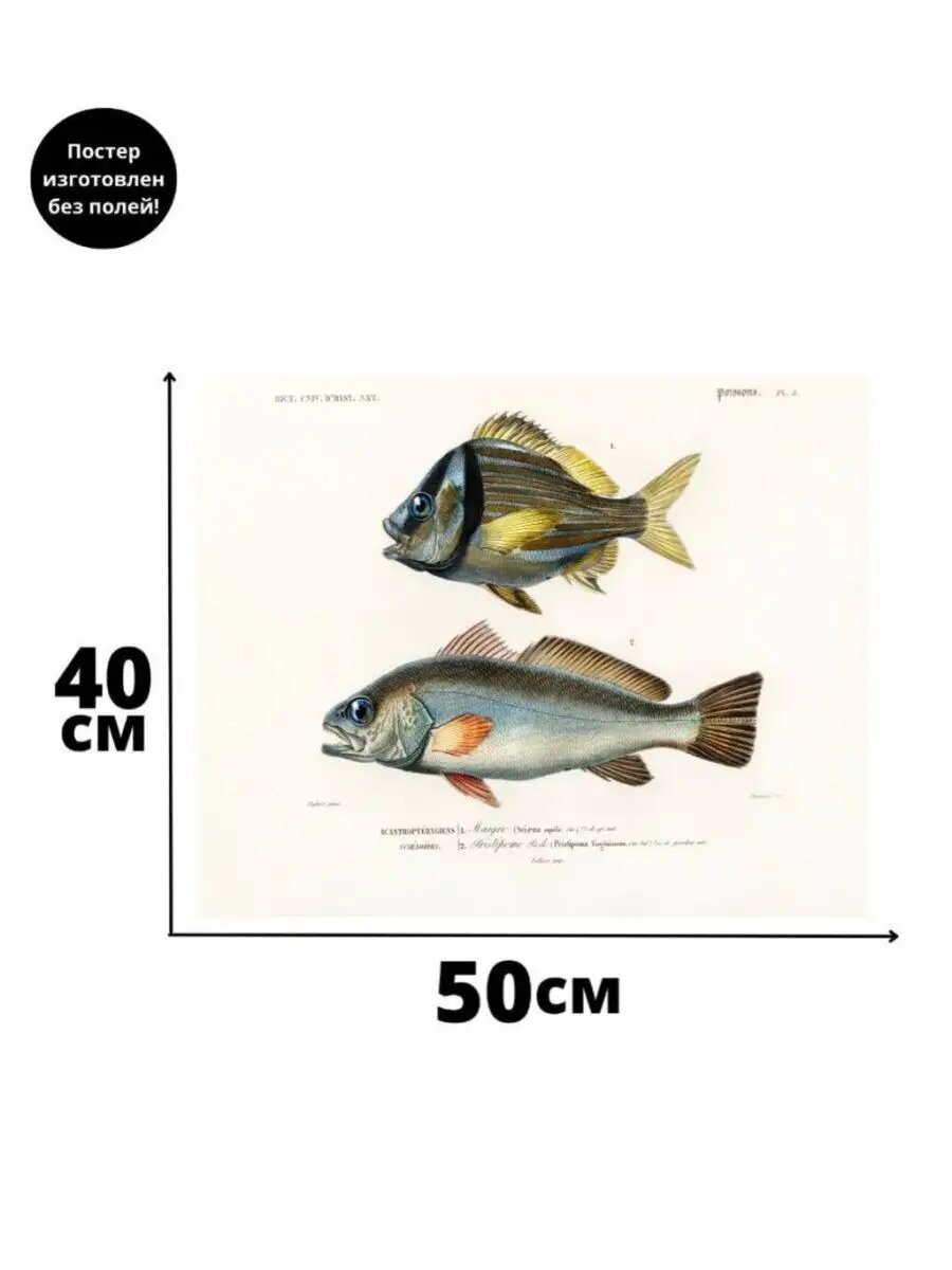 Постер в морском стиле Рыба в ретро стиле