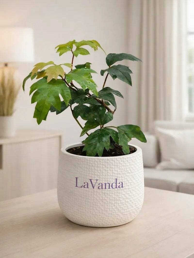 Роициссус Ромбический (Комнатная березка) вечнозеленая лиана, живое растение в горшке