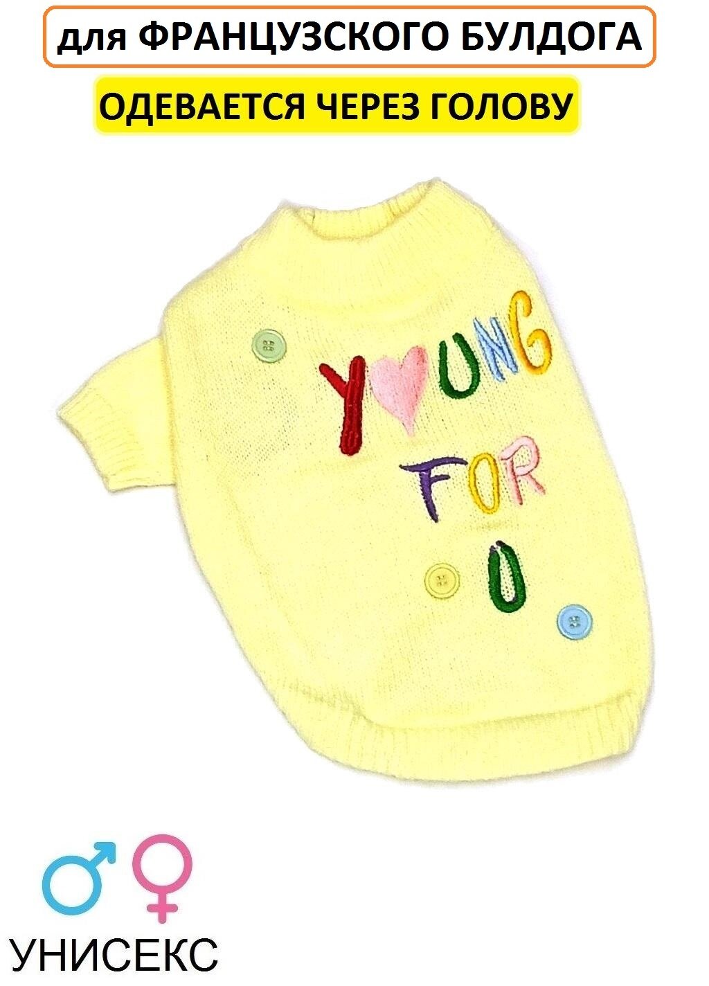 Одежда для французского бульдога. Свитер для французского бульдога желтый (43см )