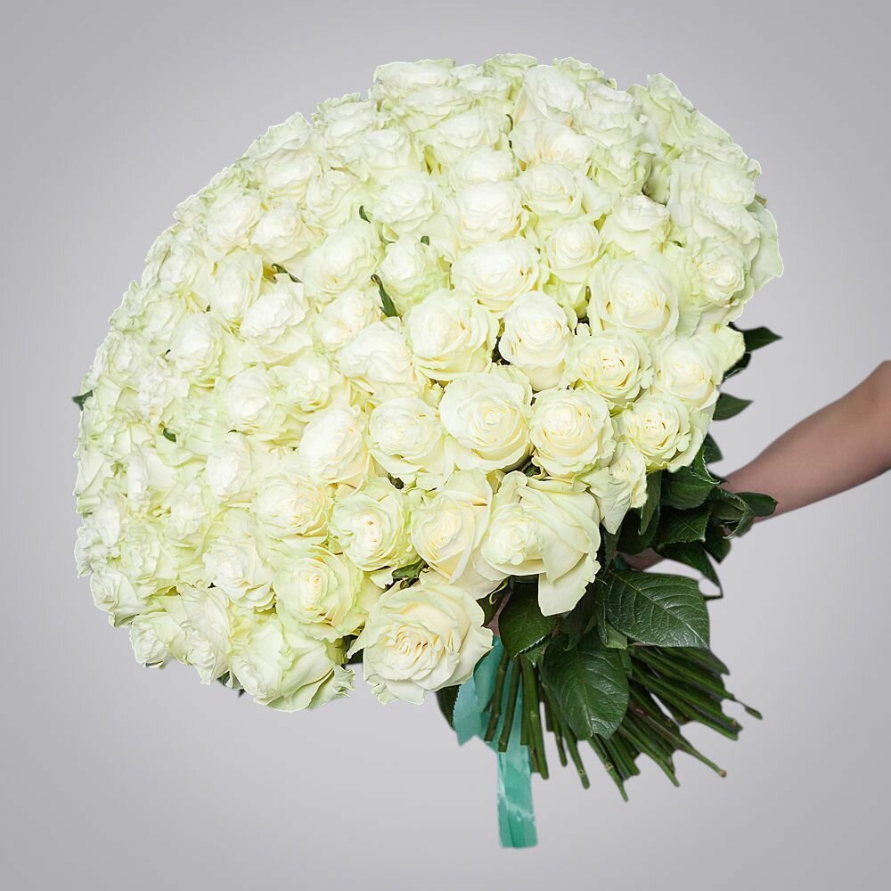 Белая Роза Эквадор , большой букет “Premium” под ленту ,95 шт