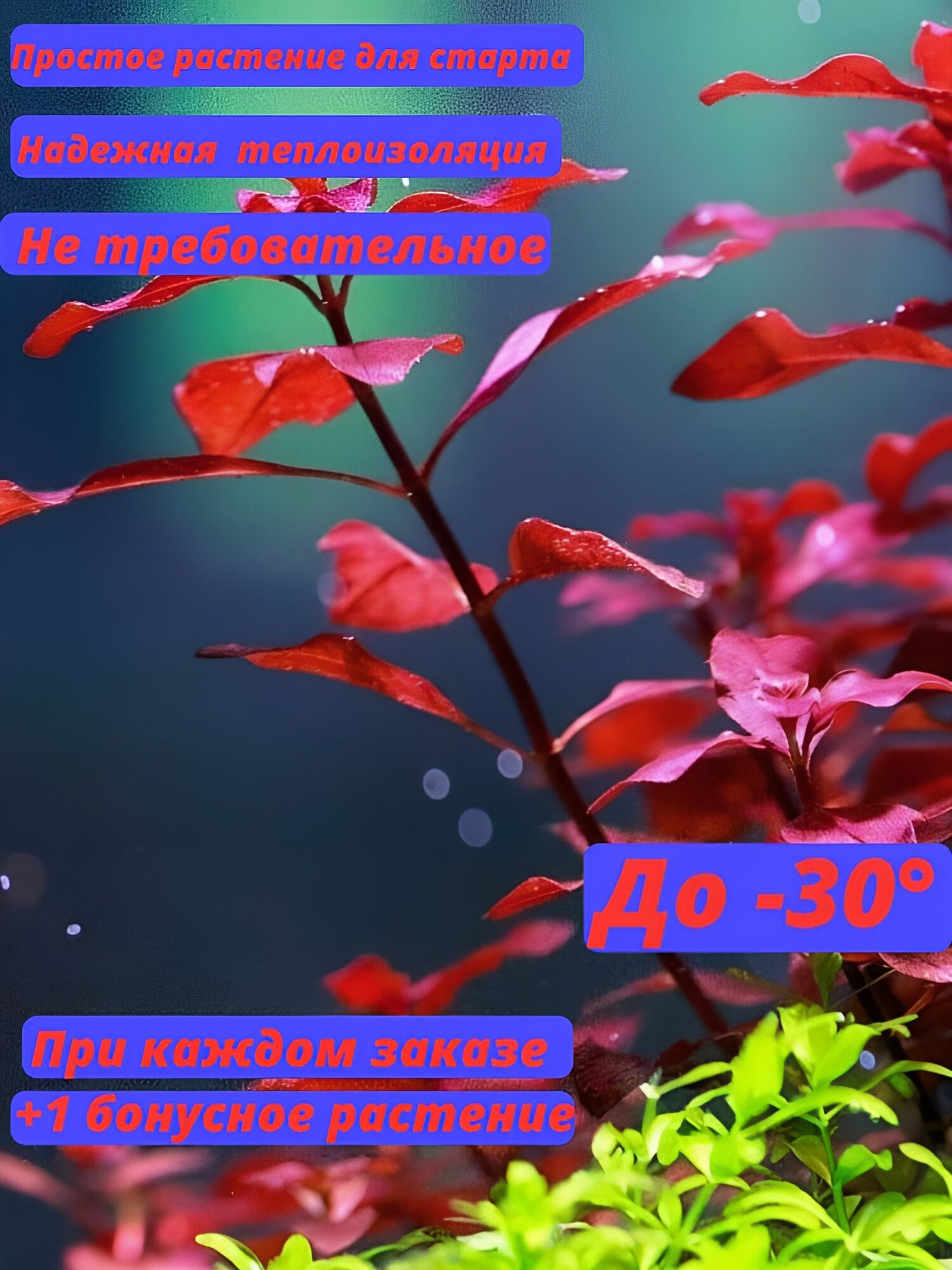 Людвигия Красная. 2 Ветки. Живое аквариумное растение