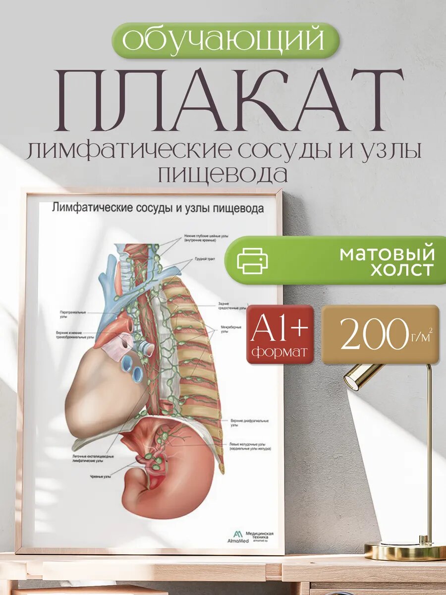 Лимфатические сосуды и узлы пищевода плакат матовый холст от 200 г/кв. м, размер A1+