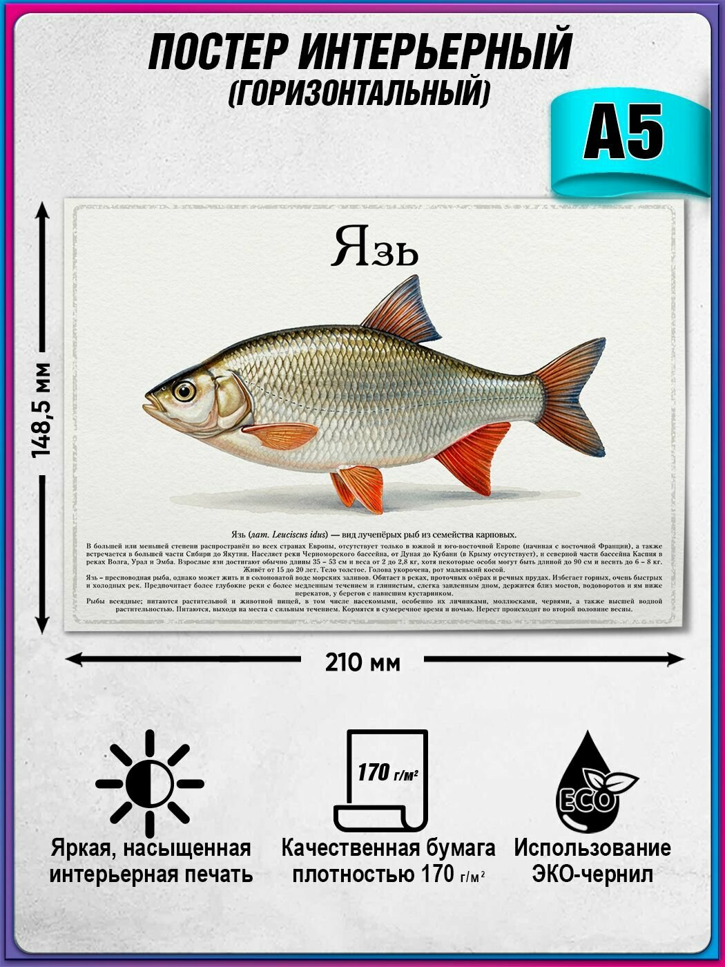 Постер интерьерный "Язь", плакат, подарок на День рыбака / А-5 (15x21 см.)