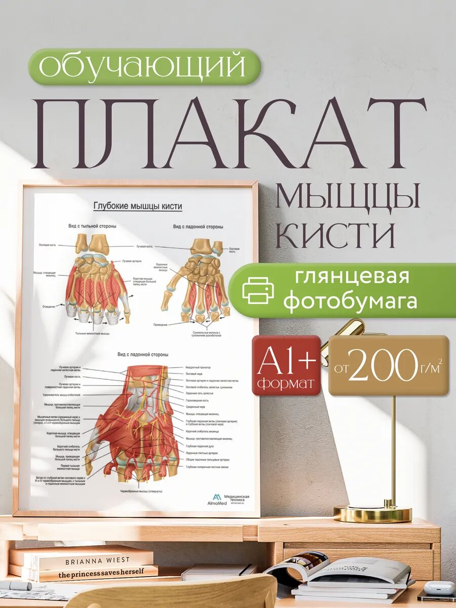 Обучающий плакат "Мышцы кисти", размер А1+, глянцевая фотобумага от 200г/м2