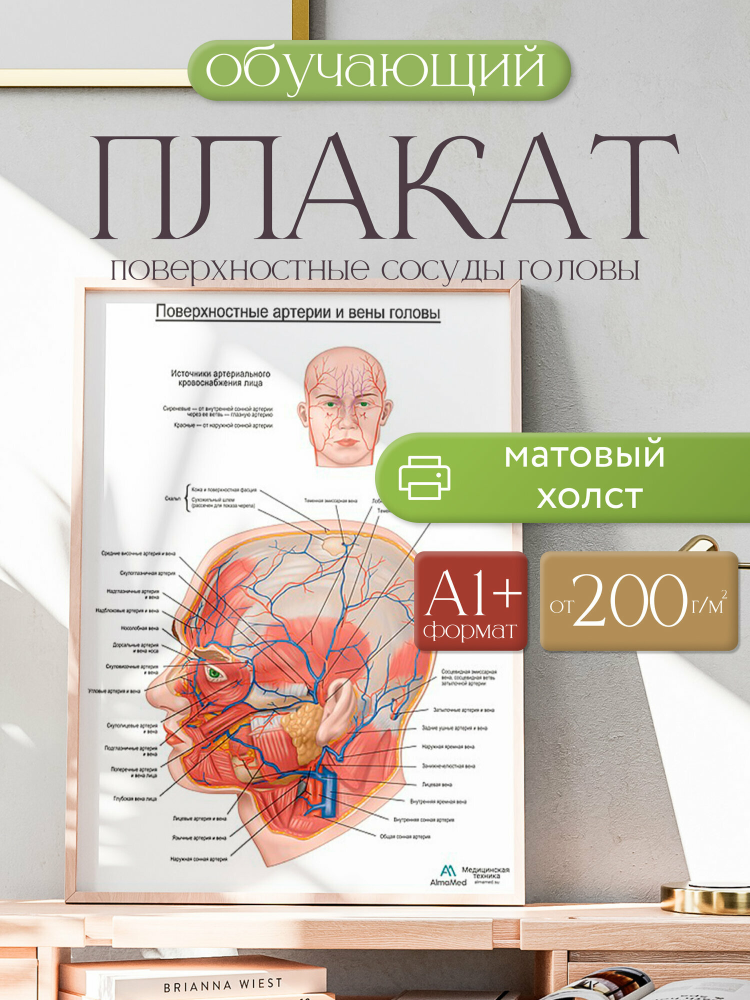 Обучающий плакат "Поверхностные сосуды головы", размер А1+, матовый холст