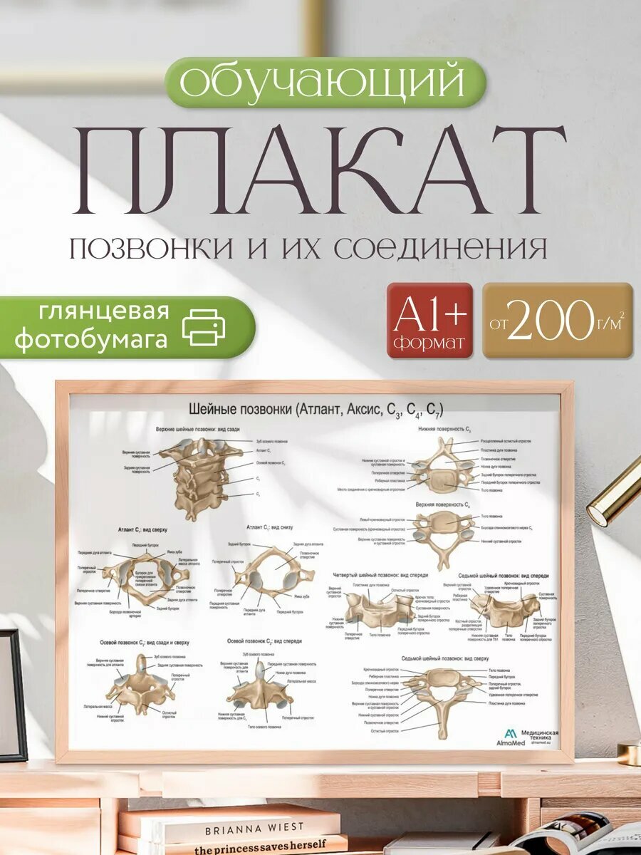 Обучающий плакат "Шейные позвонки и их соединения", размер А1+, глянцевая фотобумага от 200г/м2