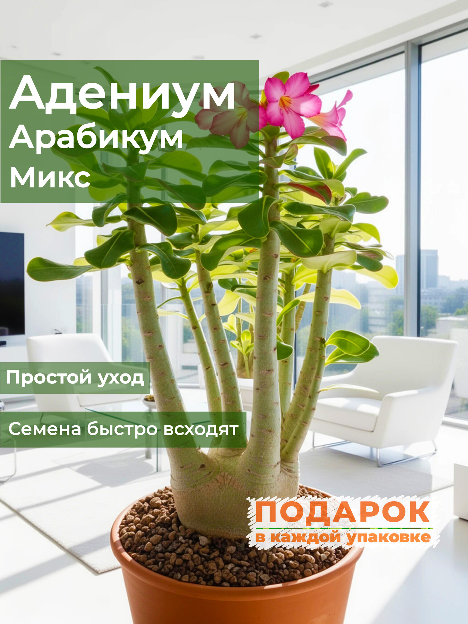 Адениум Арабикум Микс, Семена, 5 шт, семена комнатных растений