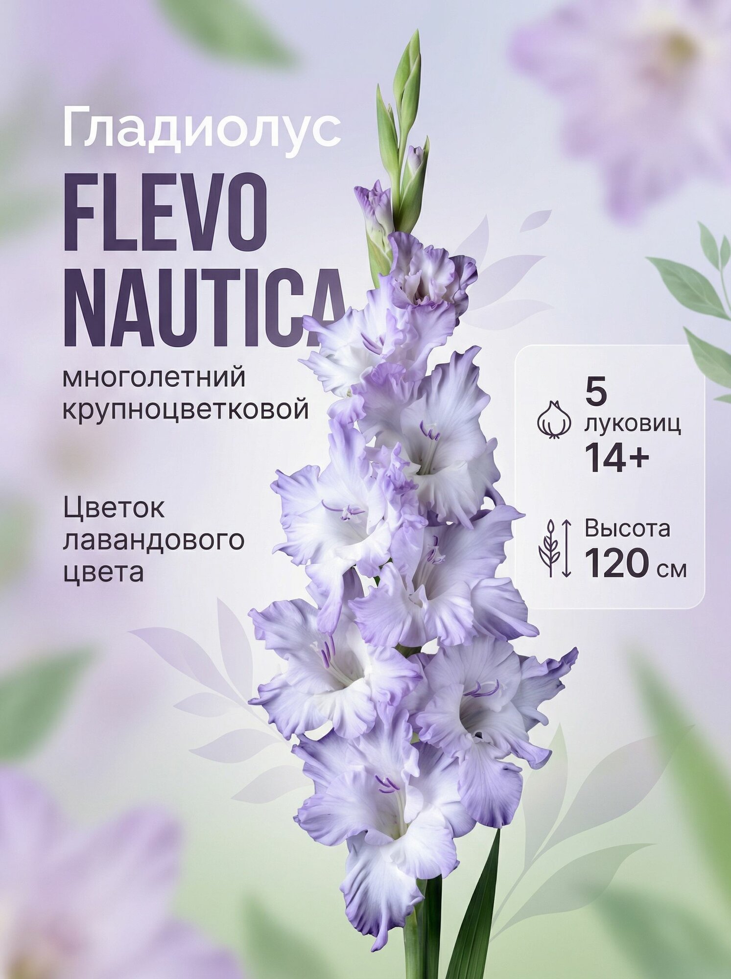 Луковицы гладиолусов Flevo Nautica, многолетние, крупноцветковые, лавандовые, 14+, 1 упаковка
