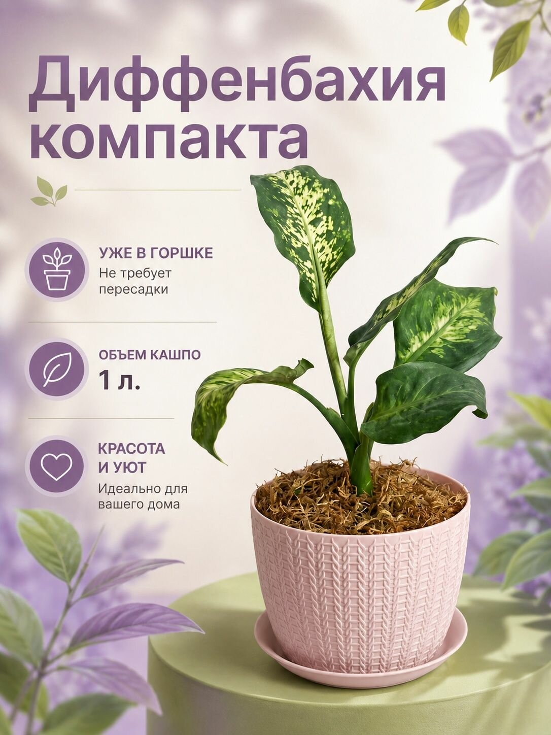 Диффенбахия компакта в кашпо