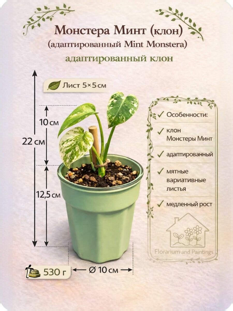 Комнатное растение Вариегатная Минт клон (лат. Monstera Mint Variegated). c горшком