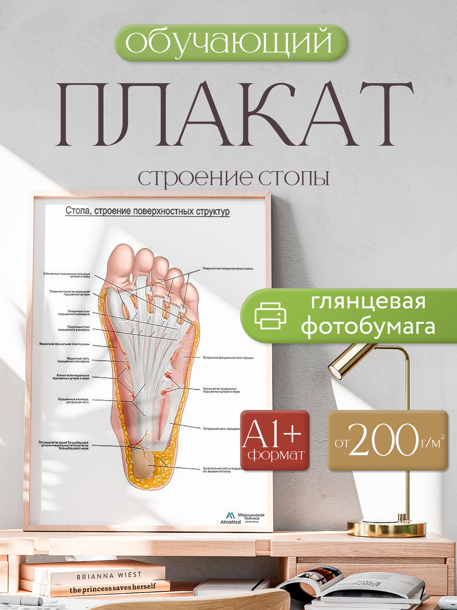 Обучающий плакат "Стопа, строение поверхностного слоя", размер А1+, глянцевая фотобумага от 200г/м2