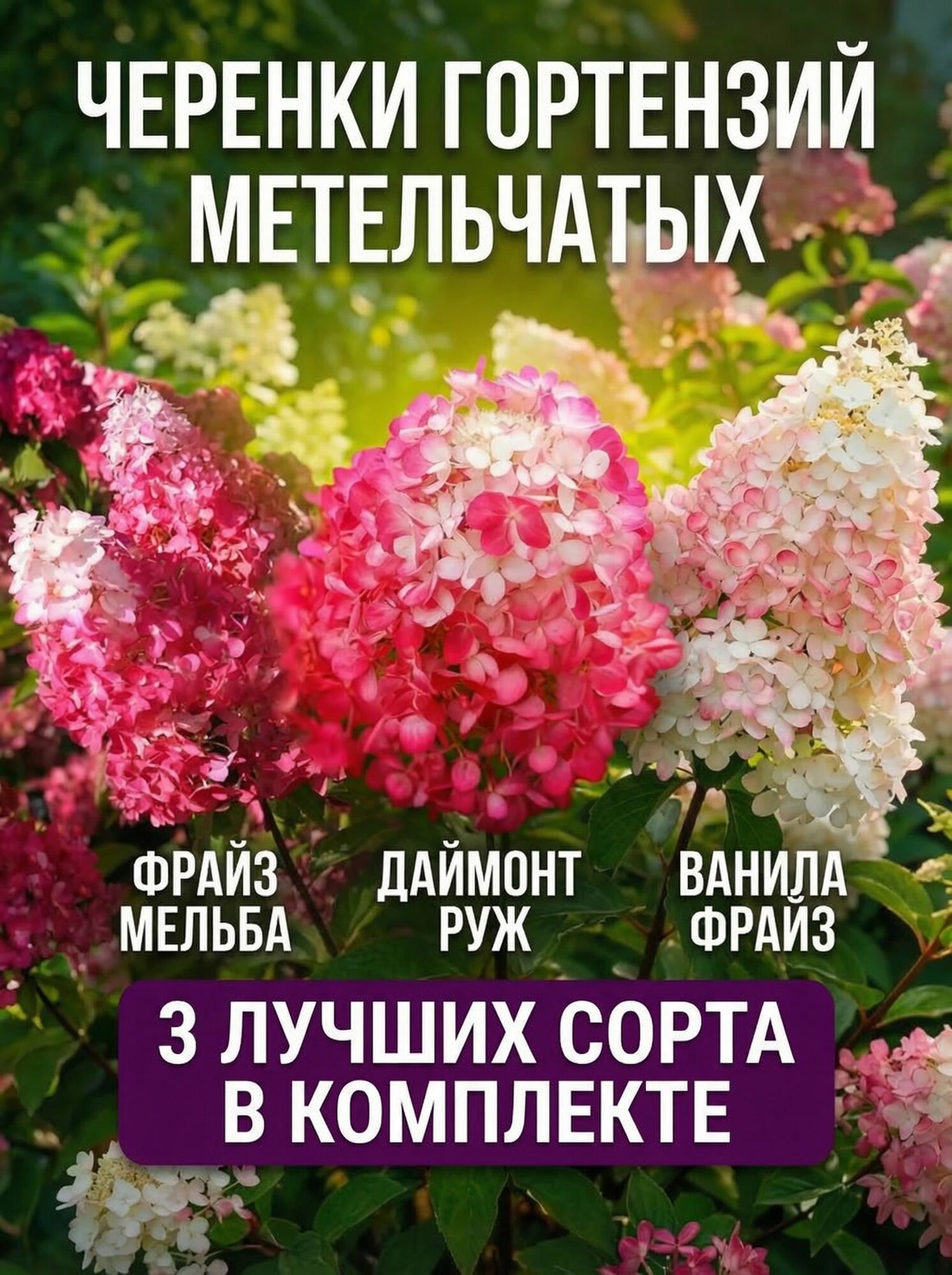 Черенки гортензий Фрайз Мельба + Даймонт Руж + Ванила Фрайз
