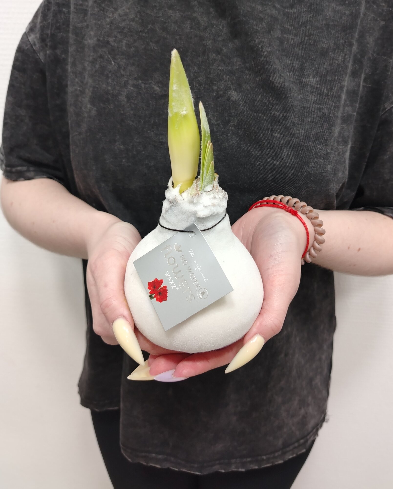 Луковица амариллиса в белом воске