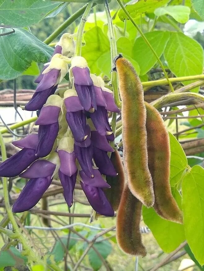 Семена Мукуна Жгучая, 3 штук