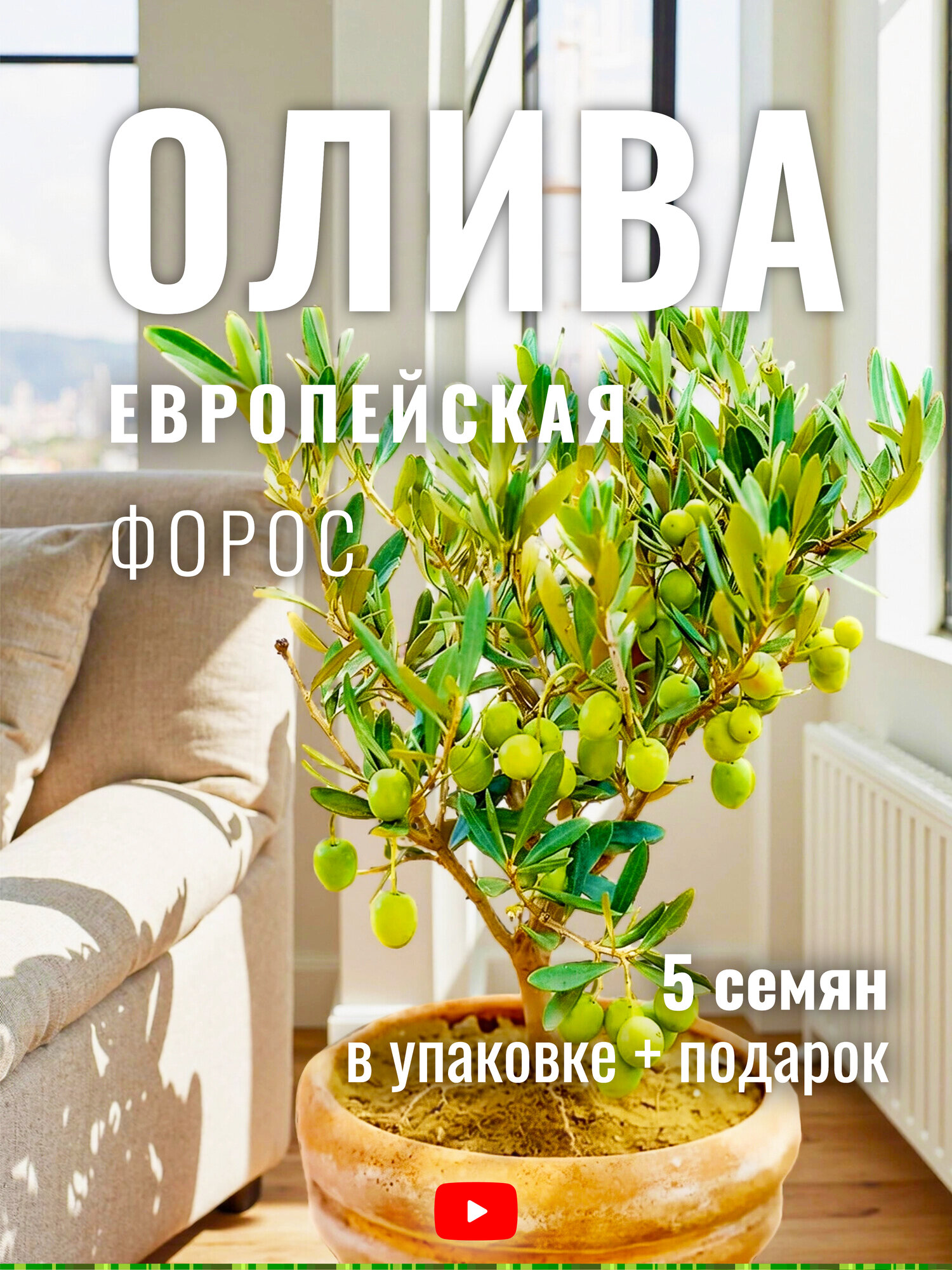 Олива Европейская Форос, Семена, 5 шт, семена экзотических растений