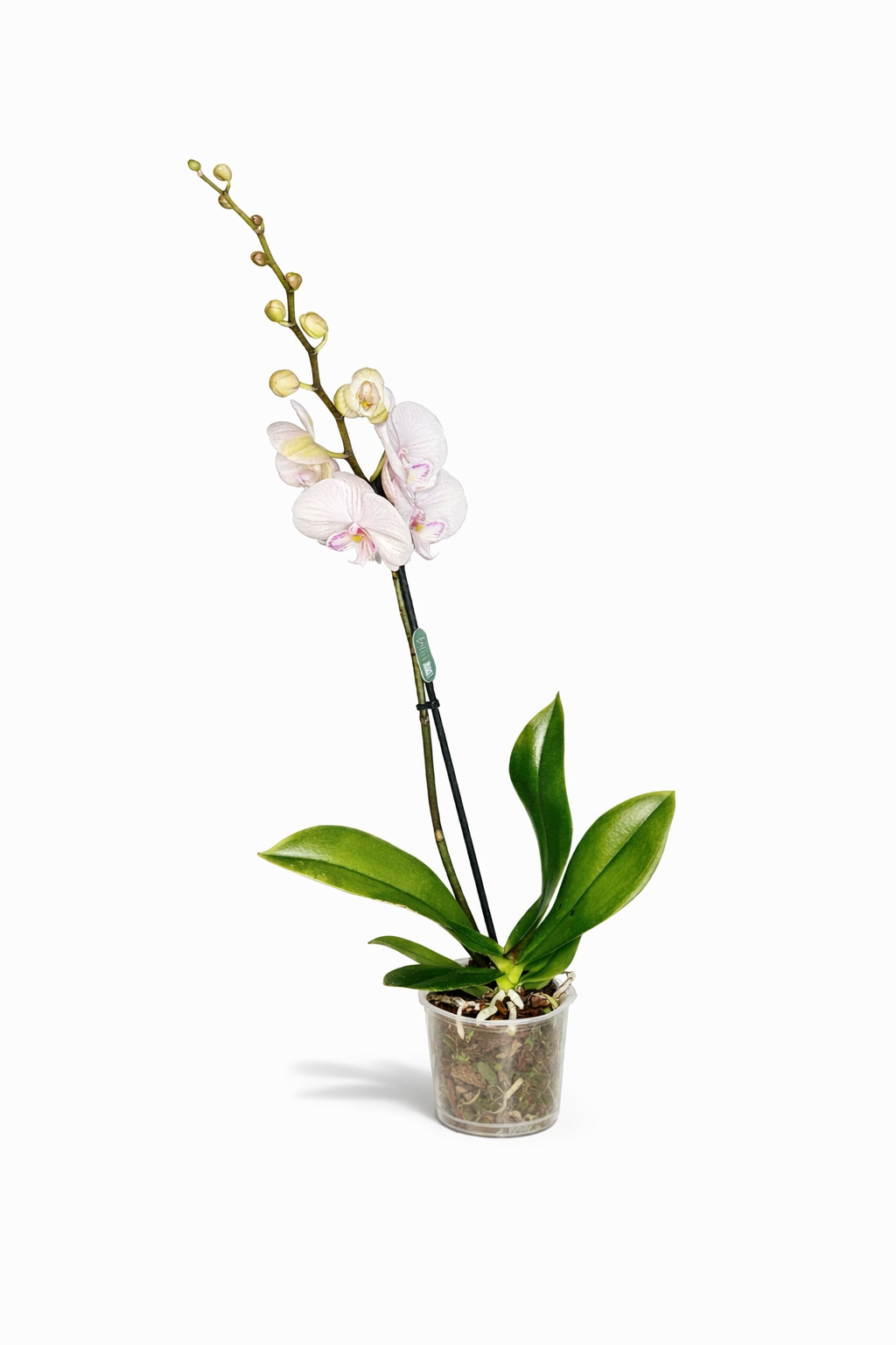 Орхидея Фаленопсис Макси, 1 цветонос (Phalaenopsis) — элегантность в каждом цветке