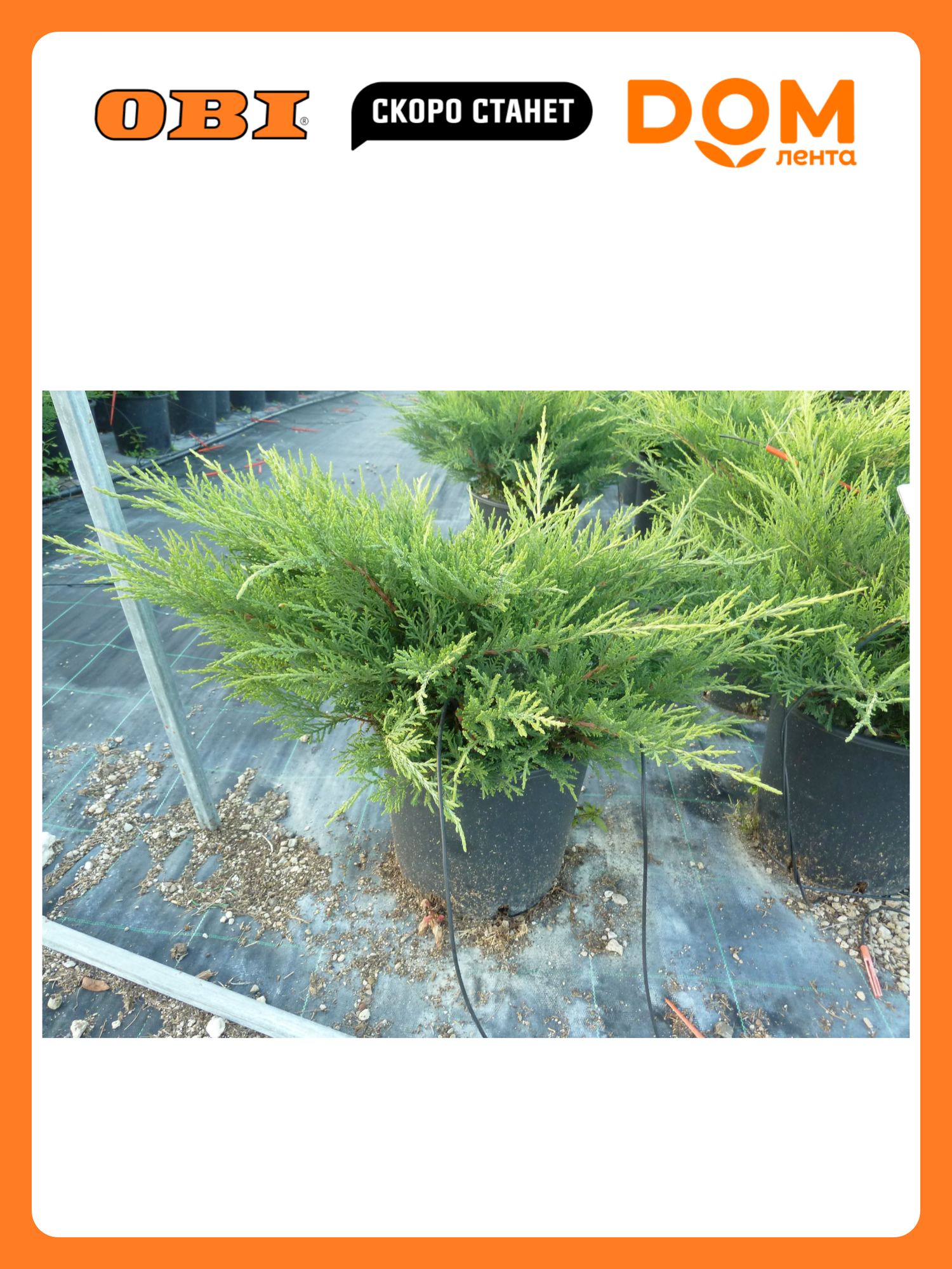 Можжевельник "Олд Голд" 881673, многолетнее, хвойное, декоративное растение