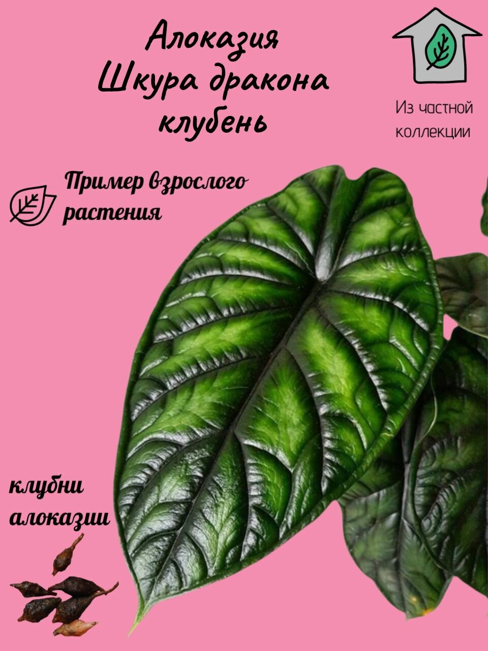 Алоказия Шкура дракона/ клубень