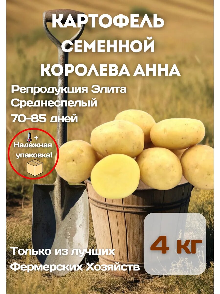Картофель на посадку семенной Королева Анна