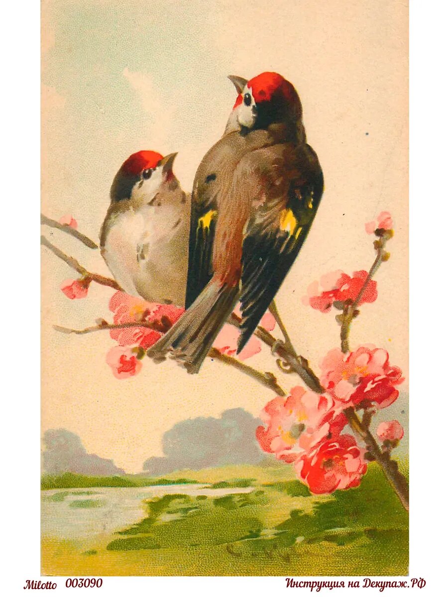 Декупажная карта рисовая бумага А4 птицы на ветке сакуры