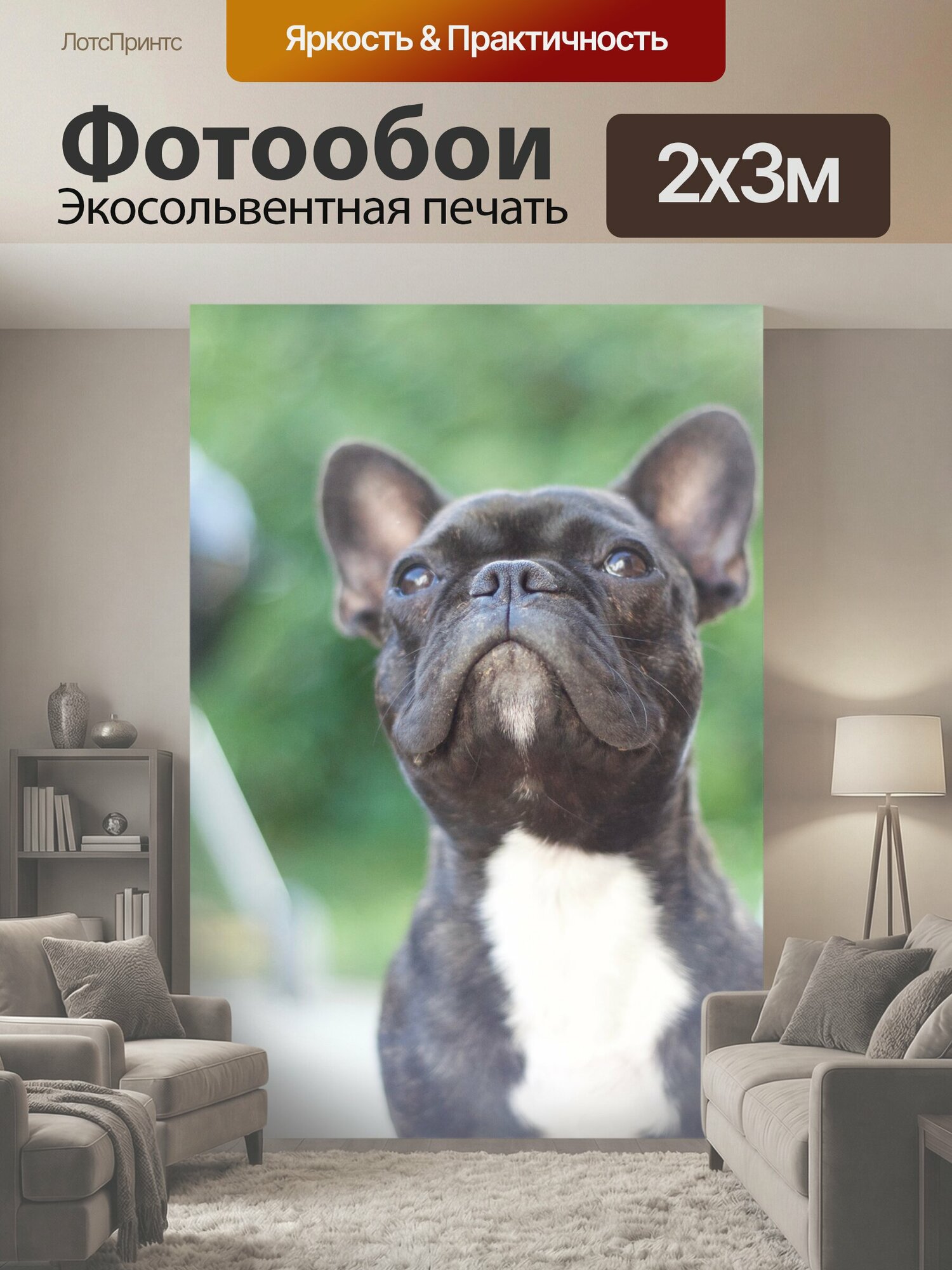 Фотообои "Собака, бульдог, французский бульдог" 200x300 см. экосольвентная печать