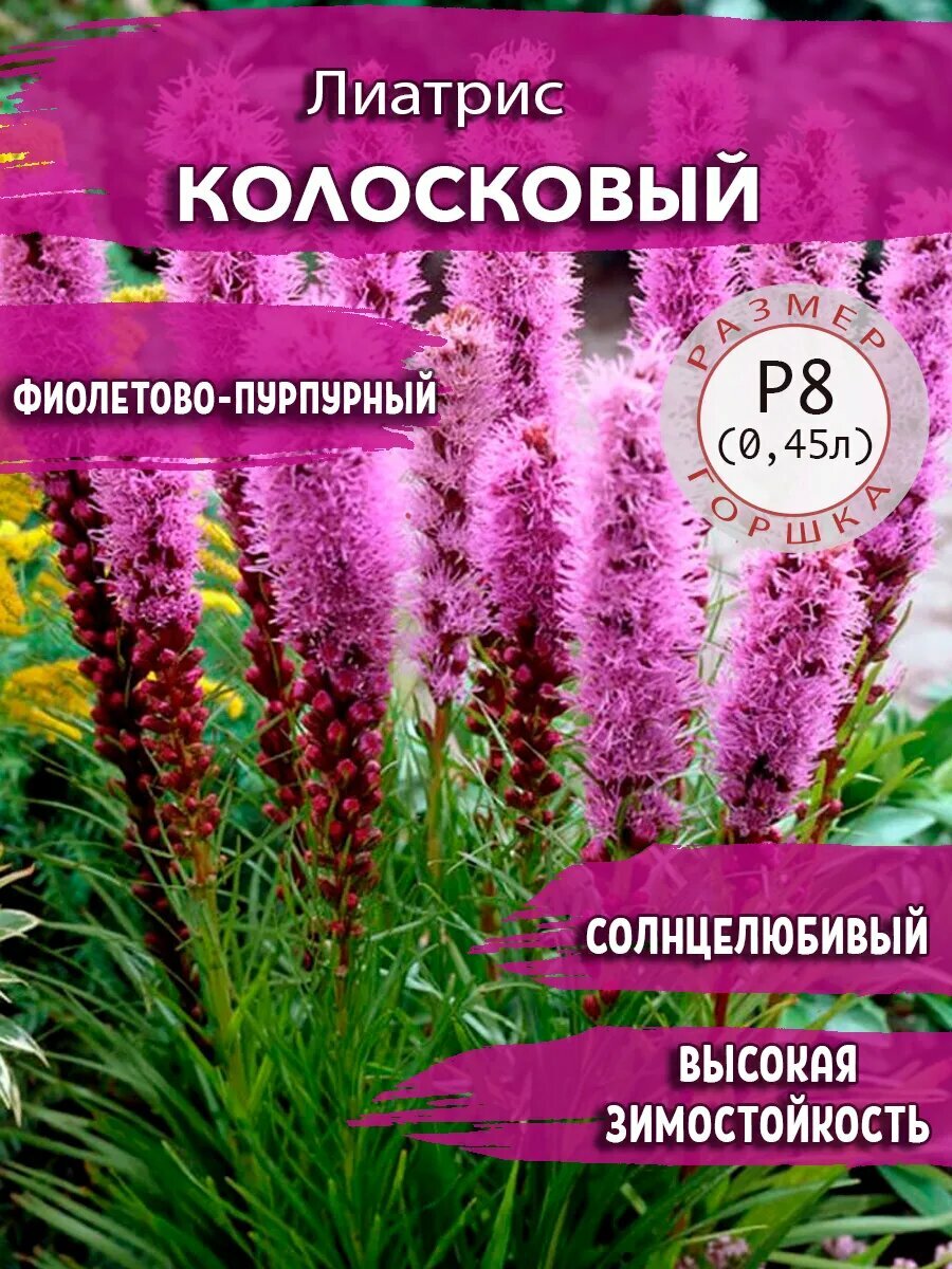 Лиатрис "Садовые Растения", многолетник, высота 70 см, клубни, фиолетовый, 1 шт