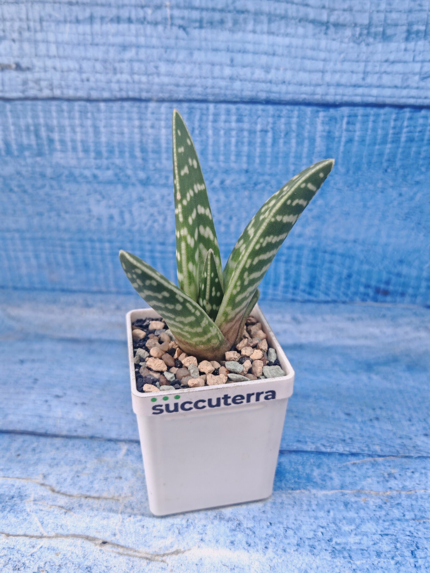 Суккулент Aloe Variegata (Алоэ) Диаметр горшка 5.5 см. Субстрат Succuterra Classic и фирменный горшочек в комплекте.