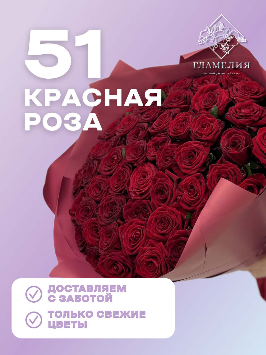 Гламелия цветы «Королевский бархат»: 51 роза Red Naomi в пленке – купить свежие цветы с доставкой в Москве