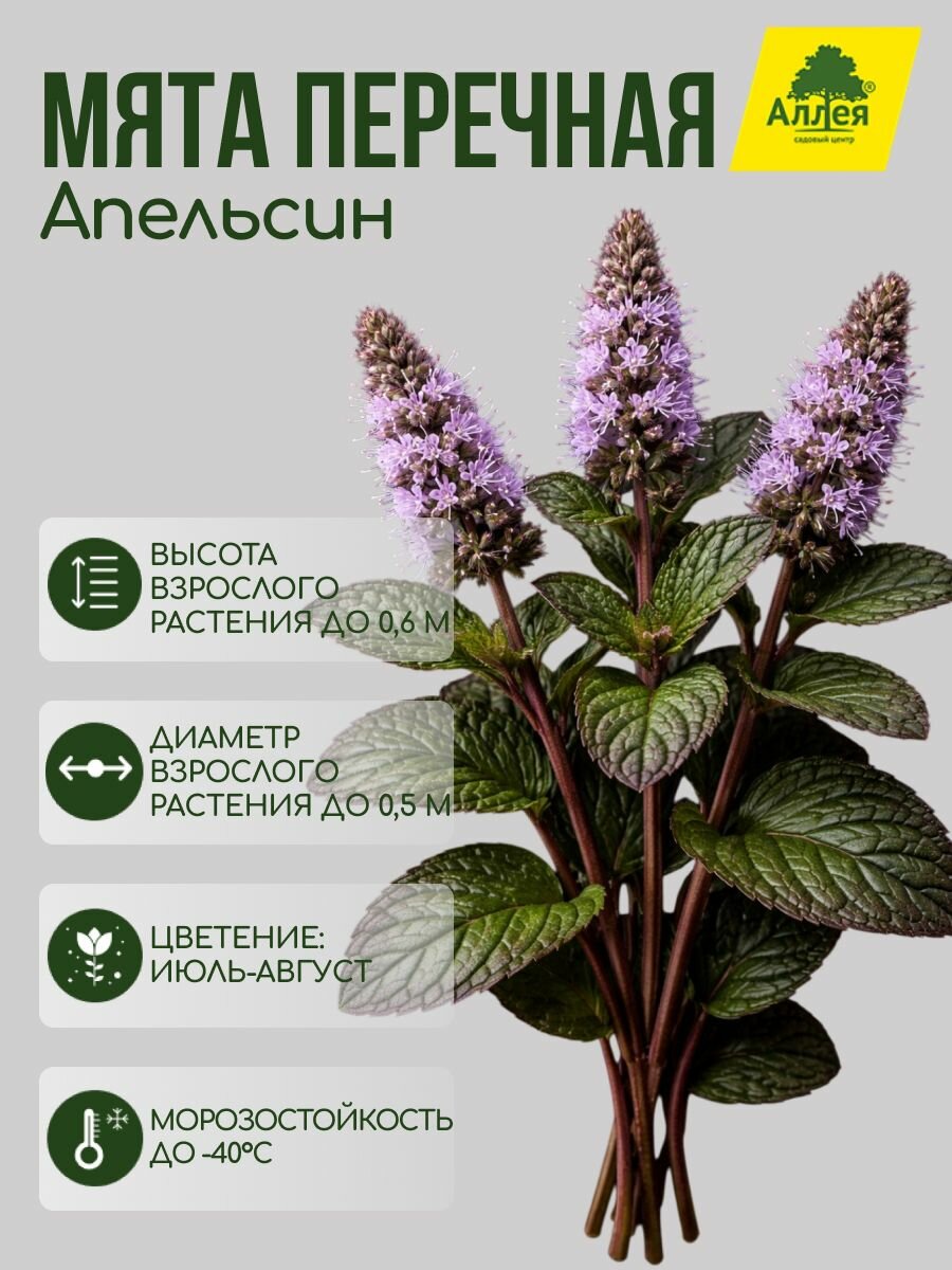 Мята перечная Mentha x piperita var. citrata Orange Р9