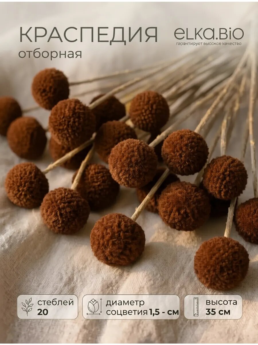 Краспедия шоколадная 20 шт, сухоцветы для декора