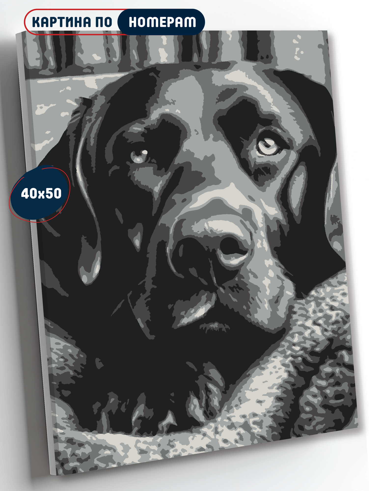 Картина по номерам "Лабрадор", Холст на подрамнике 40х50, набор для рисования, с животными